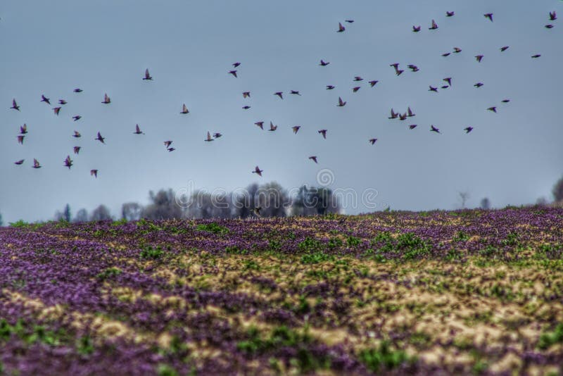 Flying Birds Over a Purple Field Stock Photo - Image of flying, purple ...