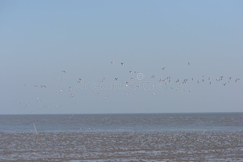 Flying birds stock photo. Image of seagull, mirage, dramatic - 91431336