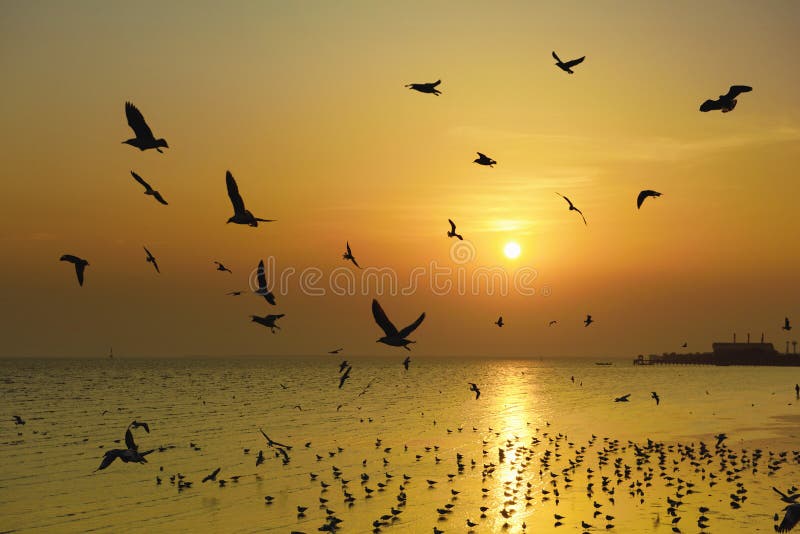 Flying Birds Over the Sea Surface Stock Photo - Image of clouds, summer ...