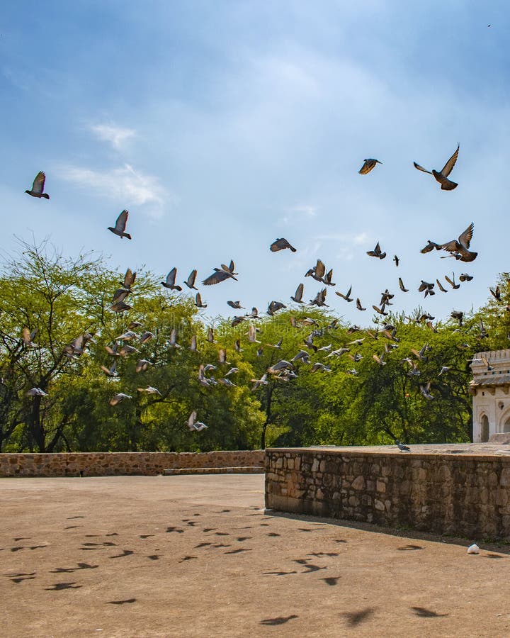 Flying Birds in a Perfect Frame Stock Photo - Image of flying ...