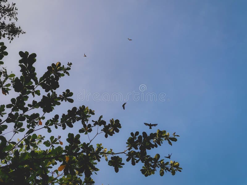 Flying Birds Scenery from Under Trees Stock Photo - Image of birds ...