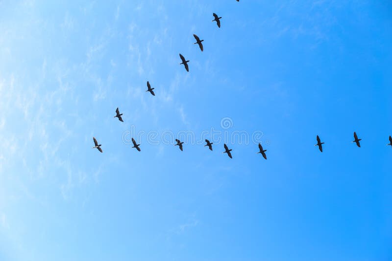 Flying Birds in the Shape of an Arrow in the Sky. Bird Migration Stock ...