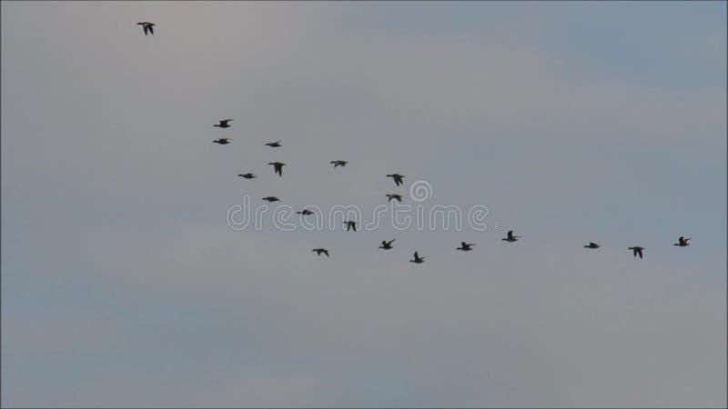 Flying birds slow motion stock footage. Video of bird - 84242298