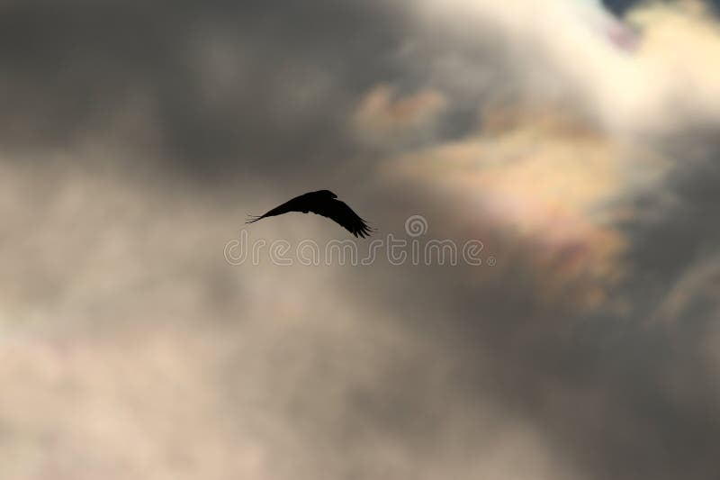 Flying Birds on a Stormy Weather and Dark Clouds Stock Image - Image of ...