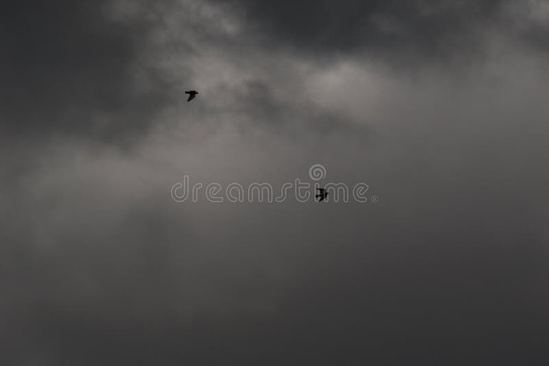 Flying Birds on a Stormy Weather and Dark Clouds Stock Image - Image of ...