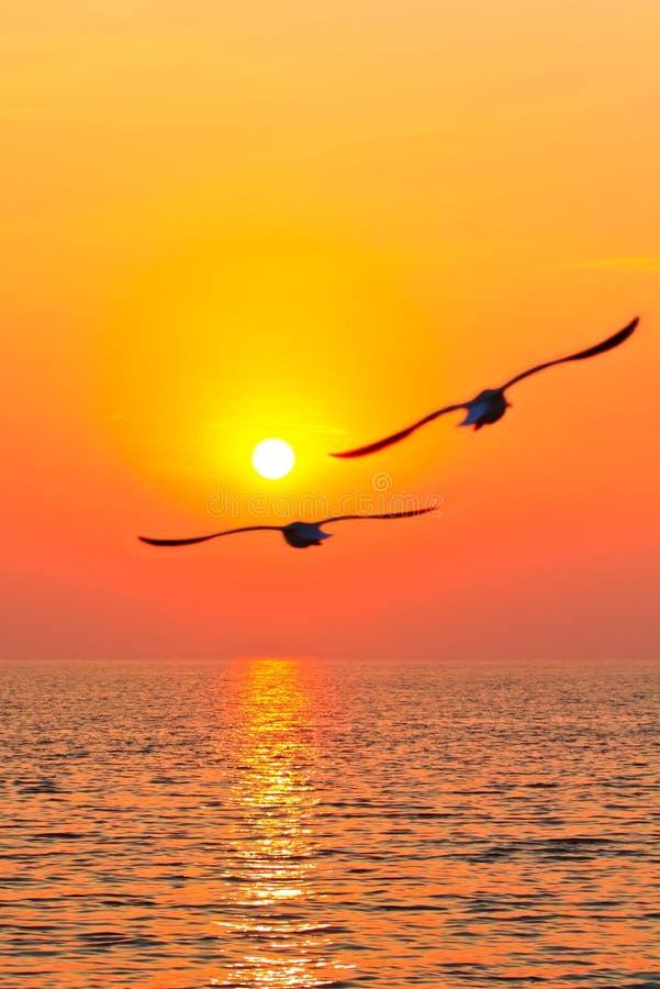 Flying birds with sunset stock image. Image of bright - 17277751
