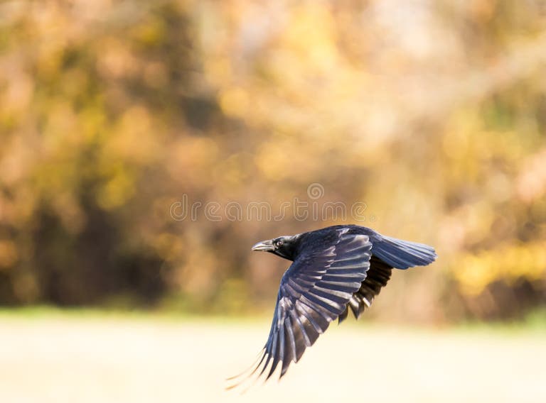 Flying Black Craw stock photo. Image of grass, raven - 62857510