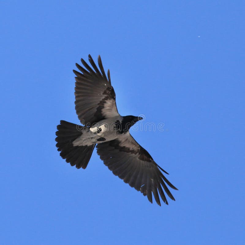 Flying Black Crow Against Blue Sky Stock Image - Image of people ...