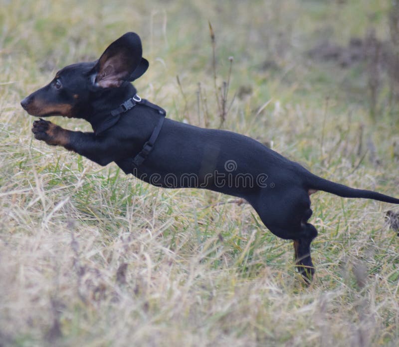 Flying black dog stock photo. Image of little, black - 110360216