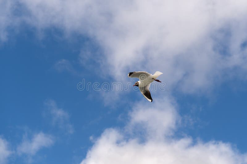 Flying Black-headed gull stock image. Image of gull, wading - 41221005