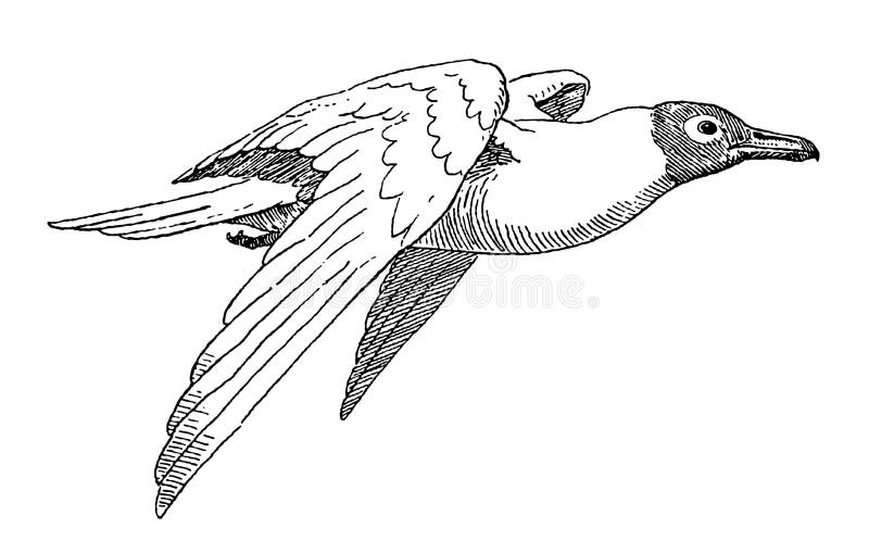 Headed Gull Stock Illustrations – 101 Headed Gull Stock Illustrations ...