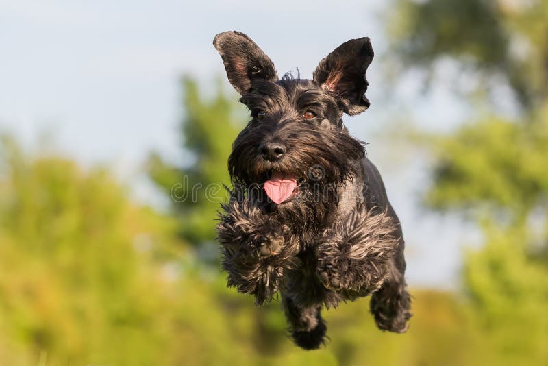 Flying Black Standard Schnauzer Dog Stock Photo - Image of flying ...