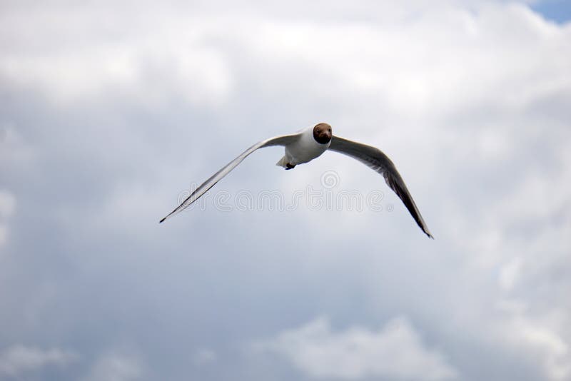 646 Seagull Front View White Background Stock Photos - Free & Royalty ...