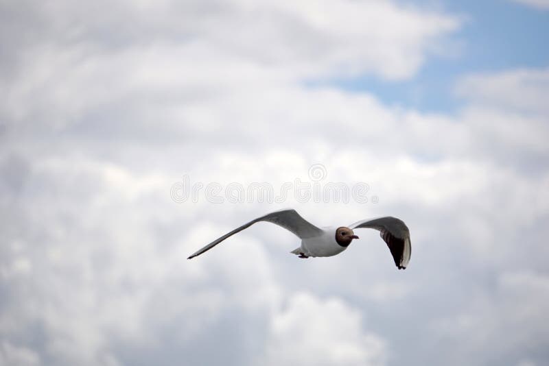 646 Seagull Front View White Background Stock Photos - Free & Royalty ...