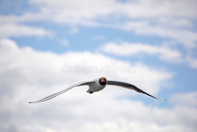188 Front Side View Flying Seagull Stock Photos - Free & Royalty-Free ...