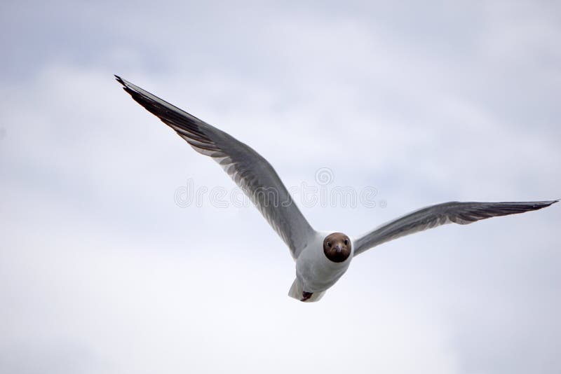 646 Seagull Front View White Background Stock Photos - Free & Royalty ...