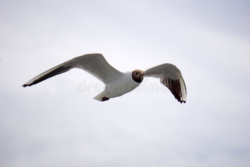 646 Seagull Front View White Background Stock Photos - Free & Royalty ...