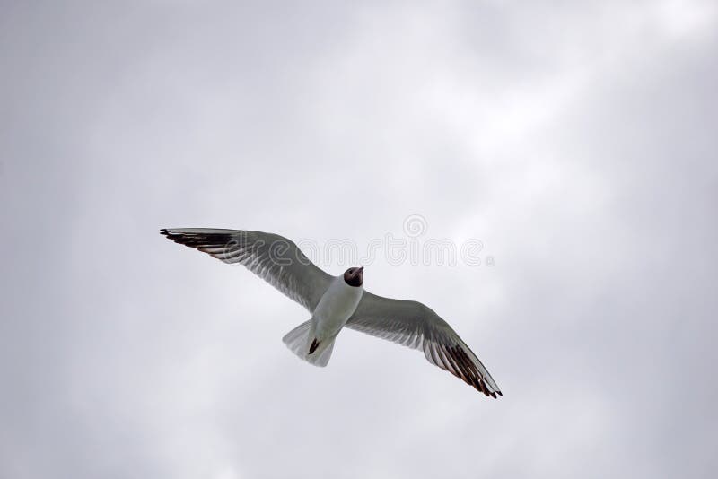 646 Seagull Front View White Background Stock Photos - Free & Royalty ...