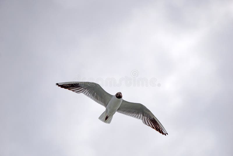 646 Seagull Front View White Background Stock Photos - Free & Royalty ...