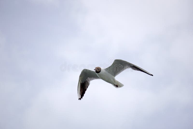 646 Seagull Front View White Background Stock Photos - Free & Royalty ...