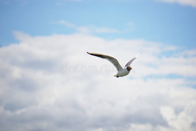 177 Front Side View Flying Seagull Stock Photos - Free & Royalty-Free ...