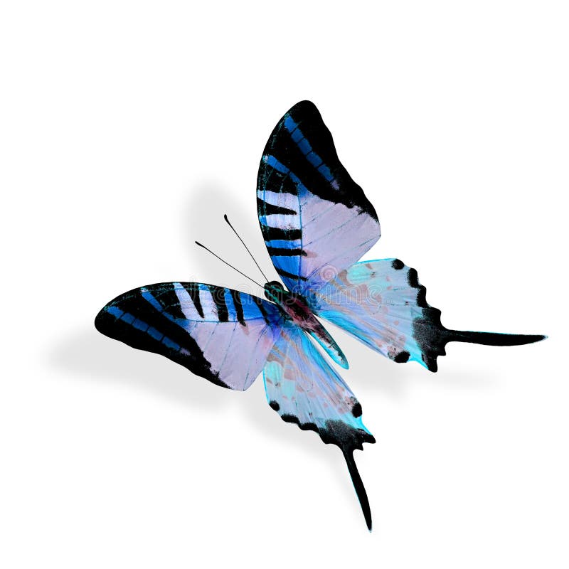 Flying Blue Butterfly, Fivebar Swordtail Stock Photo - Image of ...