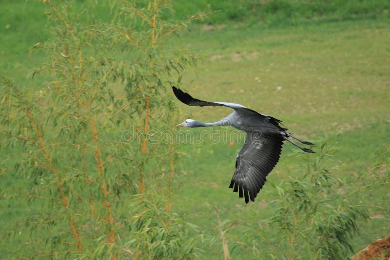 Flying blue crane stock photo. Image of animal, anthropoides - 42501728
