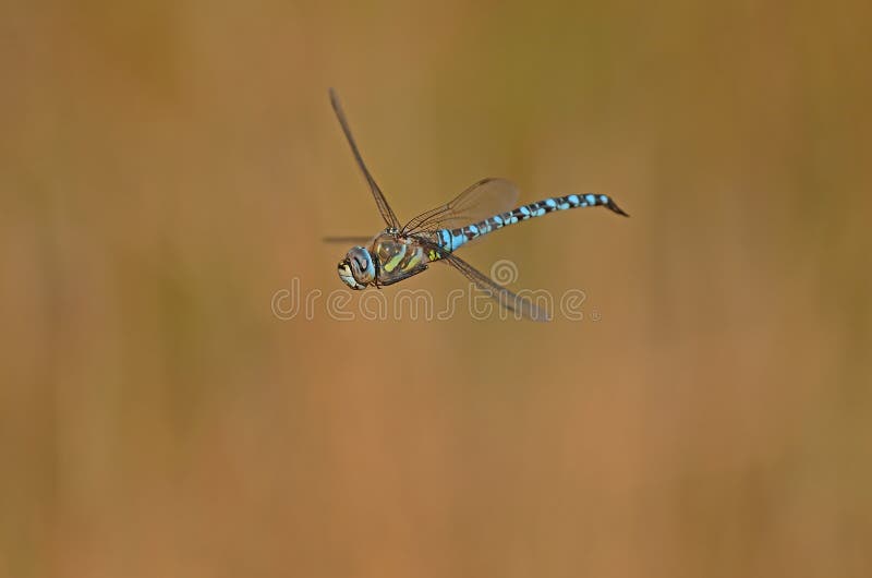 A flying blue dragonfly stock photo. Image of garden - 352481478