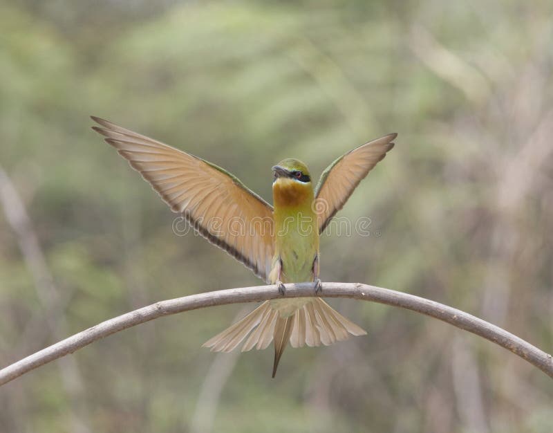 Flying Blue-tail Bee-eater (Merops Philippinus) Stock Photo - Image of ...