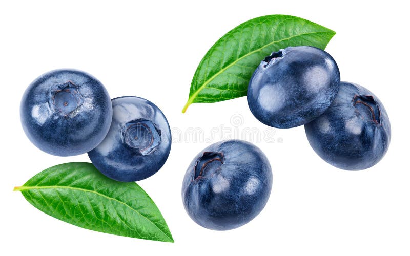 Flying Blueberry Isolated on White Background Stock Image - Image of ...