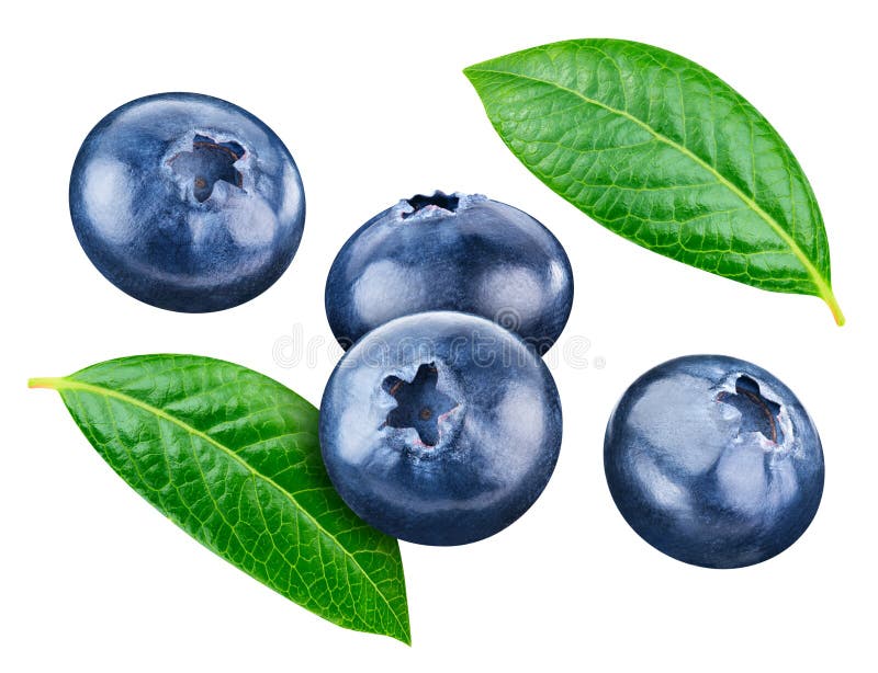 Flying Blueberry Isolated on White Background Stock Image - Image of ...