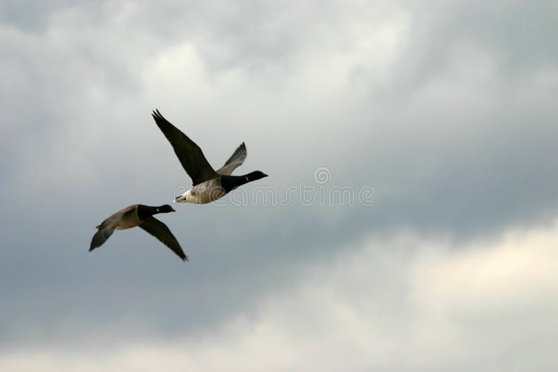 Flying brant geese stock photo. Image of geese, flight - 324298