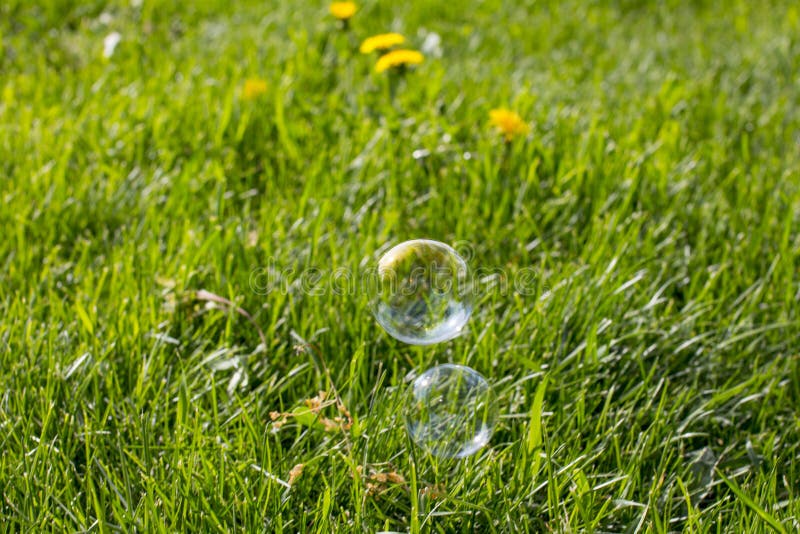 Flying bubble in nature. stock image. Image of scenery - 155597493