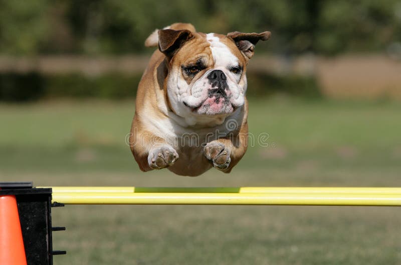 Flying bulldog stock photo. Image of male, conti, continental - 12152452