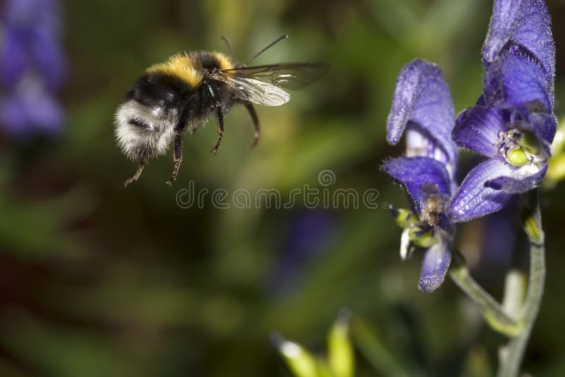 Bumble Bee in Flight To Currant Flowers Stock Photo - Image of animals ...