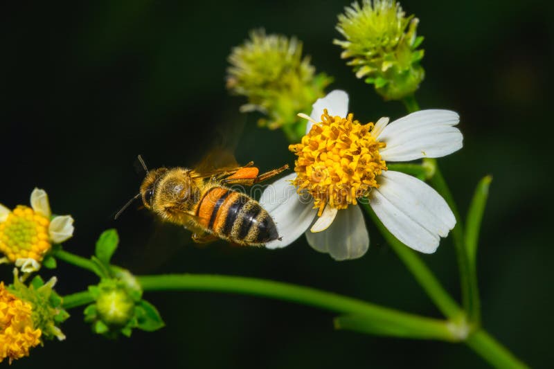 Flying bumble bee stock photo. Image of leaving, wild - 294787762
