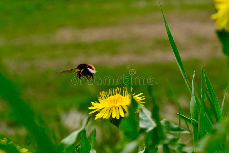 Flying bumblebee stock image. Image of bumblebee, dandelion - 92406525