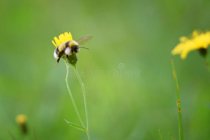 Flying bumblebees stock image. Image of plant, macro - 128962671