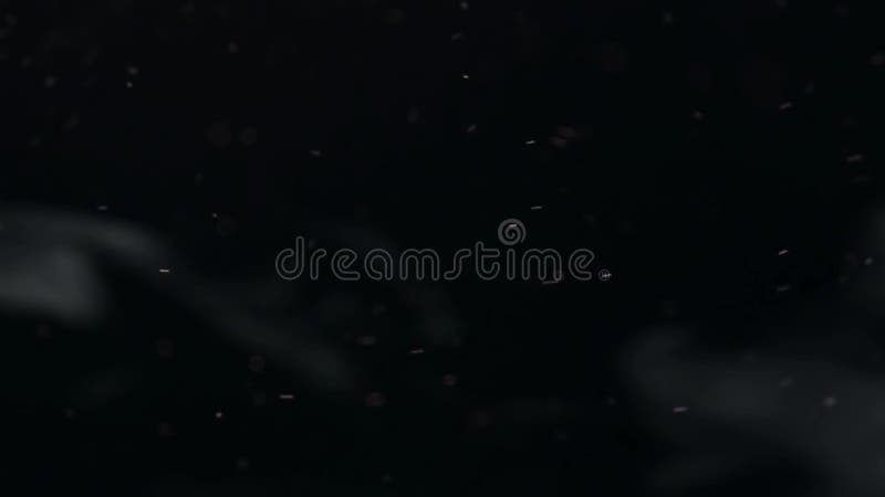 Ashes of a Fire Flying in the Air on a Black Background 4k Stock ...