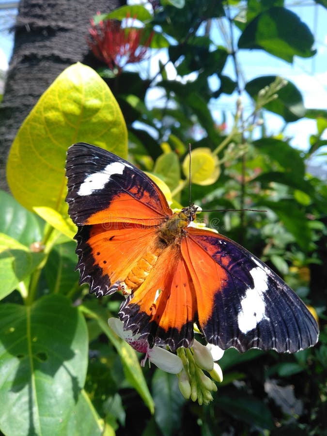 Flying with Buterfly stock image. Image of pollinator - 233944889