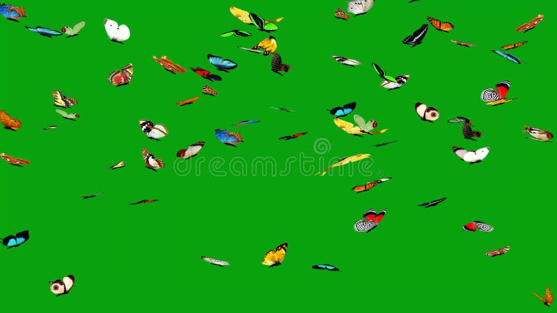 Flying Butterflies in Butterfly Shape Green Screen Motion Graphics ...