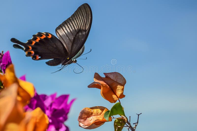 Flying Butterfly With Fiery Wings Stock Photo - Image of energy ...