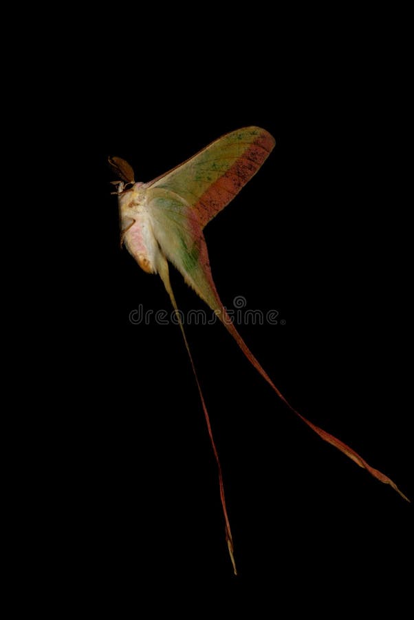 Butterfly moth stock image. Image of decorative, blue - 11189633