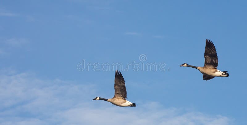 Flying Canadian Geese stock image. Image of bird, blue - 40367061