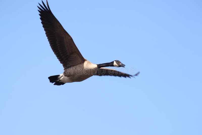 Flying Canadian goose stock image. Image of neck, coast - 30800917