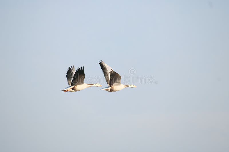 Flying Capture Migration One Place Stock Photos - Free & Royalty-Free ... Flying Capture Migration One Place Stock Photos - Free & Royalty-Free ...