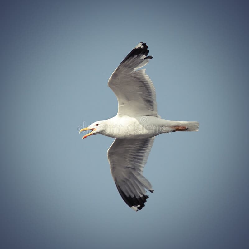 Caspian Gull stock photo. Image of flight, caspian, wings - 3257592