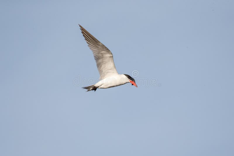 Flying Caspian Tern stock image. Image of birds, canada - 117464687