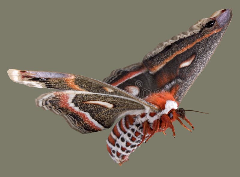 Closeup of the Face of a Moth Stock Image - Image of focus, antenna ...