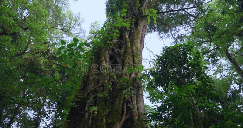 Flying between Century-old Giant Trees in a Dense Rainforest Stock ...